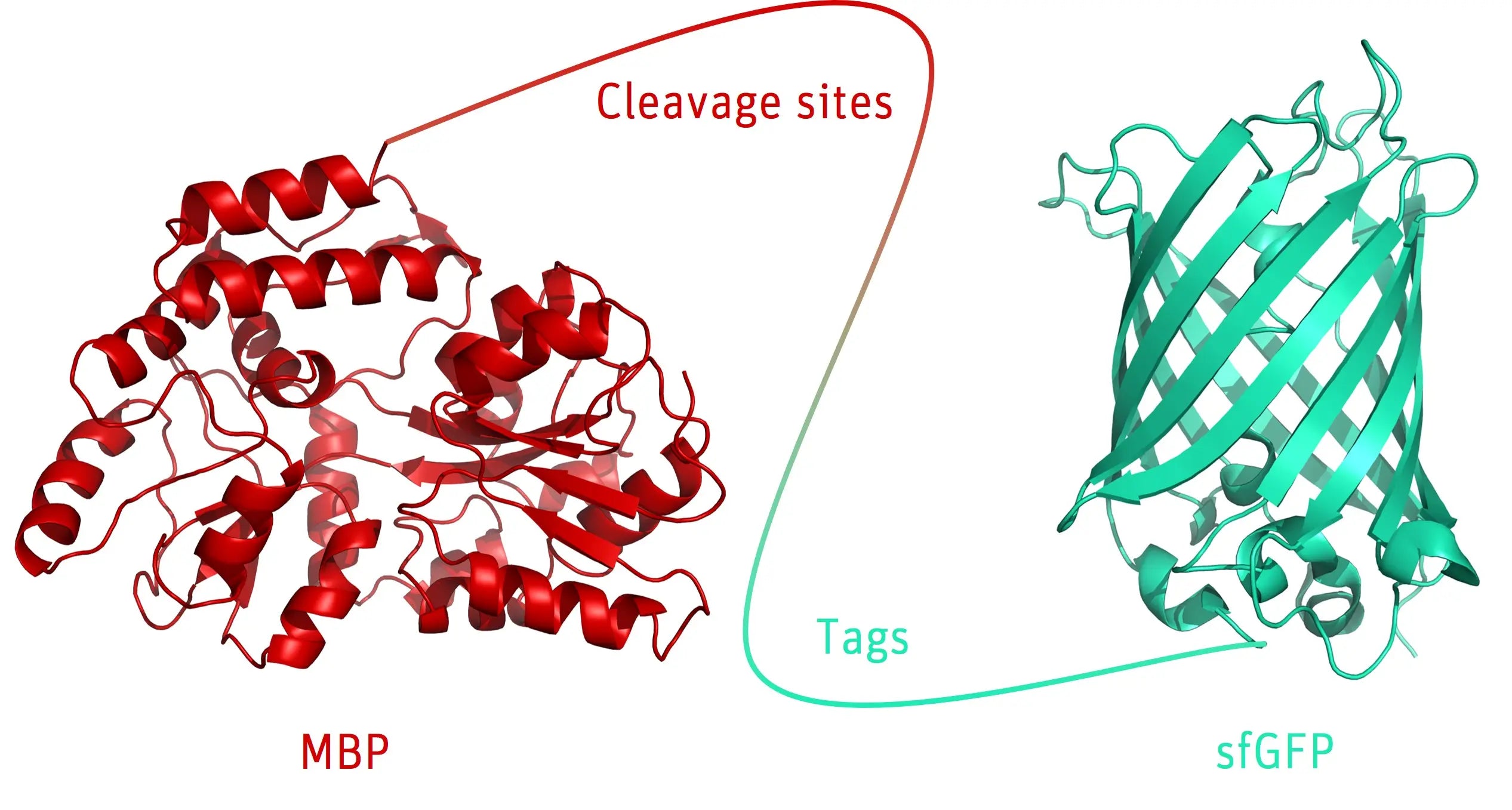Cleavage and tag control protein - trenzyme webshop | shop.trenzyme.com